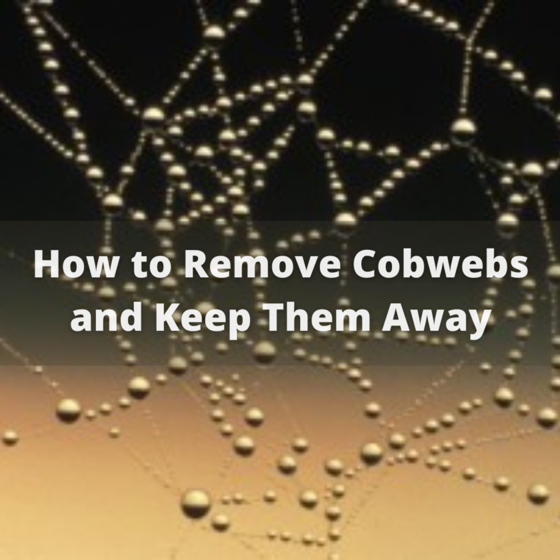 How to Remove Cobwebs and Keep Them Away - Buckets & Bows Maid Service